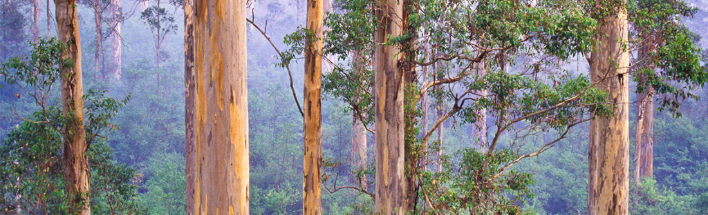 Adaptable - Plant Native