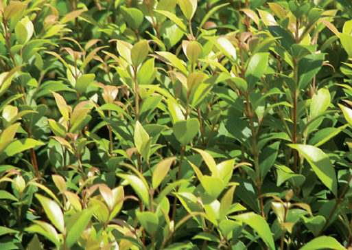 Australian Native Small Shrub Range by Plant Native!