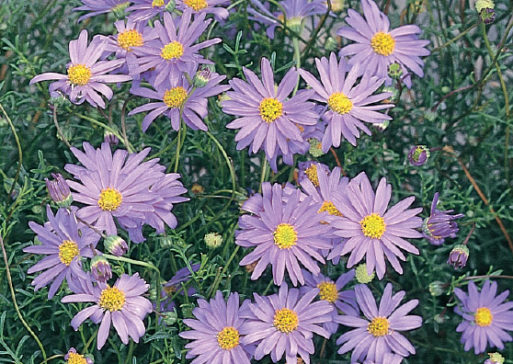 Australian Native Ground Cover Range by Plant Native!