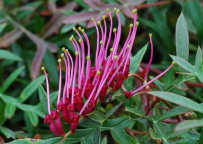 Australian Native Ground Cover Range by Plant Native!