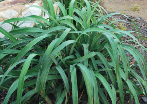 Australian Native Tuftie Range by Plant Native!