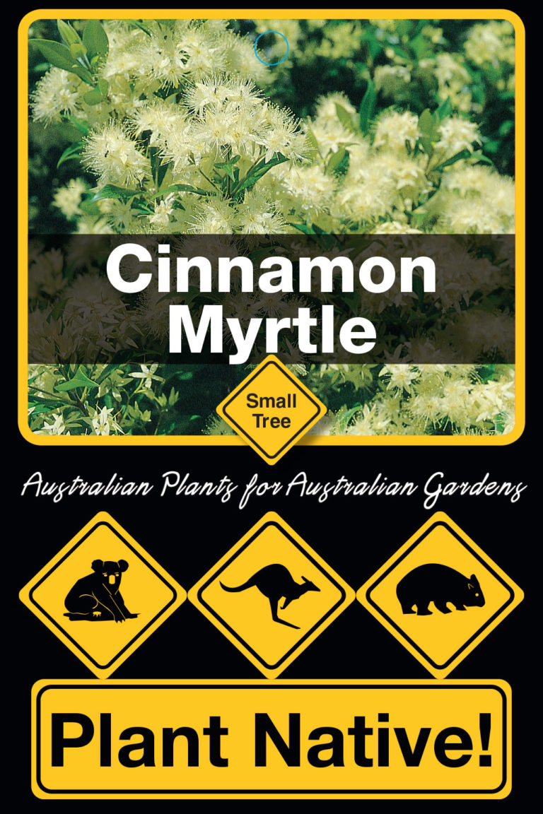 Cinnamon Myrtle - Backhousia myrtifolia - Small Tree range by Plant ...