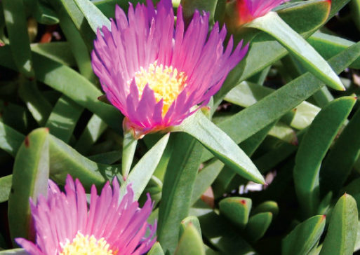 Australian Native Ground Cover Range by Plant Native!