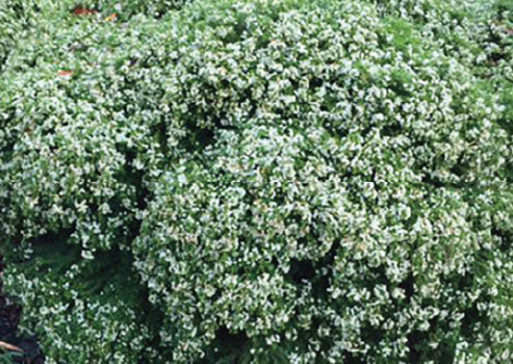 Australian Native Small Shrub Range by Plant Native!