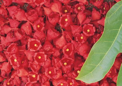 Australian Native Medium Tree Range by Plant Native!