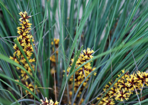 Australian Native Tuftie Range by Plant Native!