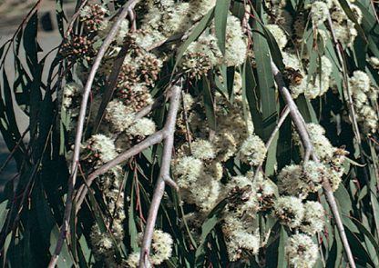 Australian Native Large Tree Range by Plant Native!