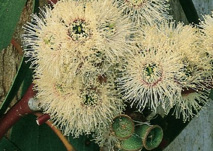 Australian Native Large Tree Range by Plant Native!
