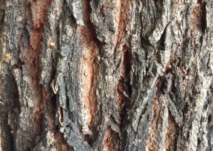 Australian Native Medium Tree Range by Plant Native!