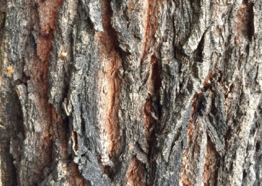 Australian Native Medium Tree Range by Plant Native!