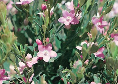 Australian Native Small Shrub Range by Plant Native!