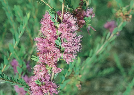 Australian Native Medium Shrub Range by Plant Native!