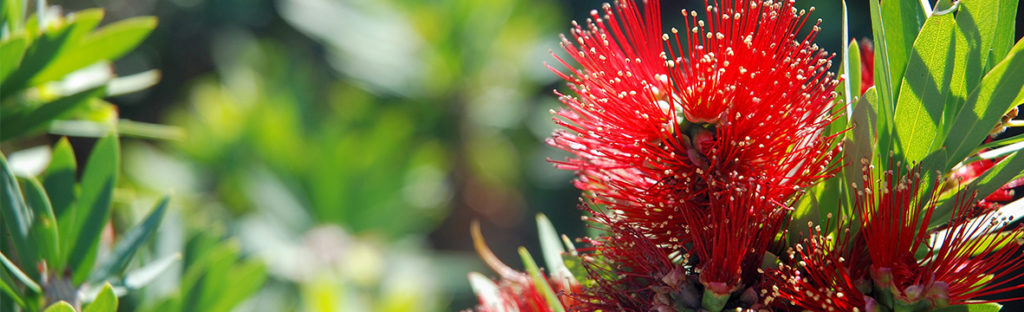 Larger Range - Plant Native