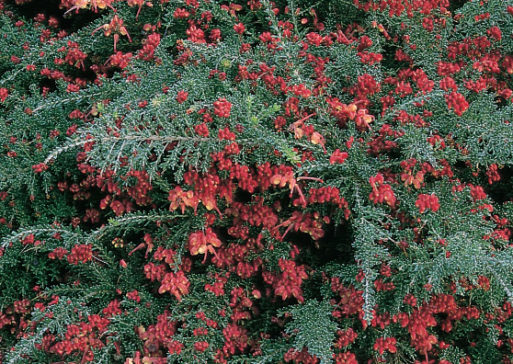 Australian Native Ground Cover Range by Plant Native!