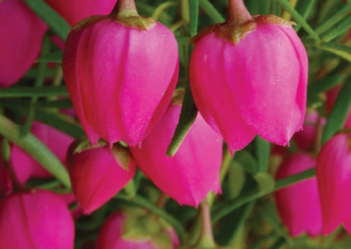 Australian Native Small Shrub Range by Plant Native!