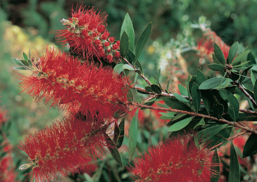 Australian Native Medium Shrub Range by Plant Native!