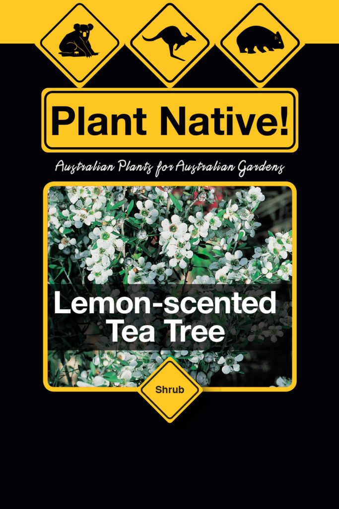 Lemon-scented Tea Tree (Leptospermum petersonii) Australian Native ...