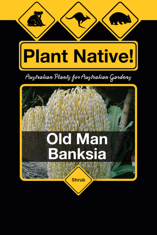 Old Man Banksia (Banksia serrata) Australian Native Large Shrub by ...