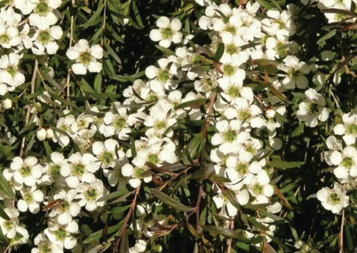 Starry Night (Leptospermum obovatum select form) Australian Native ...