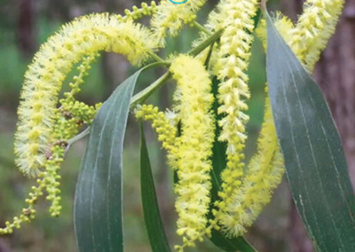 Small Trees Plant Range – Plant Native!