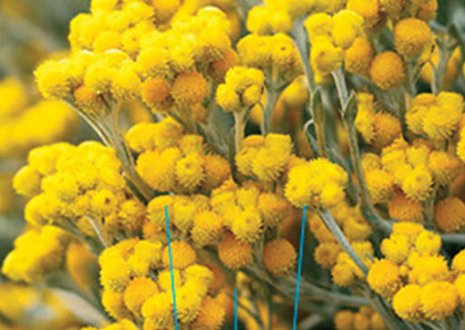 Australian Native Ground Cover Range by Plant Native!