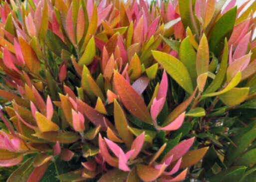 Plant Range - Plant Native