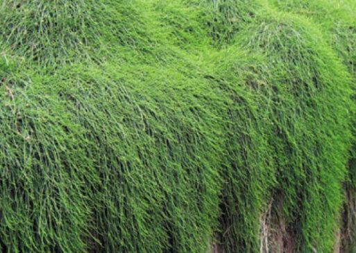 Australian Native Ground Cover Range by Plant Native!