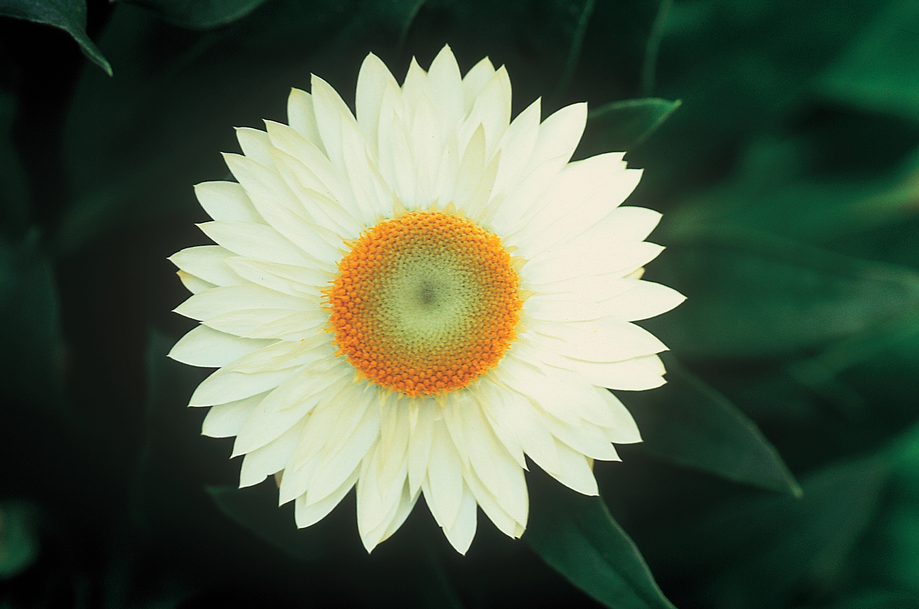 Moonglow - Bracteantha bracteata - Ground Cover by Plant Native!