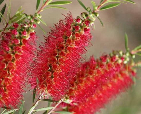 Australian Native Medium Shrub Range by Plant Native!