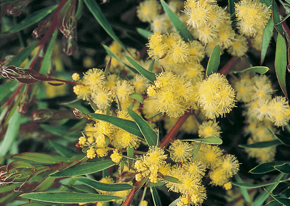 Australian Native Small Shrub Range by Plant Native!