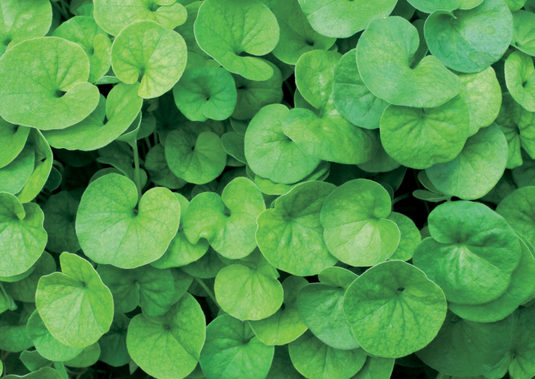 Australian Native Ground Cover Range by Plant Native!