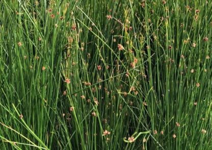 Australian Native Tuftie Range by Plant Native!