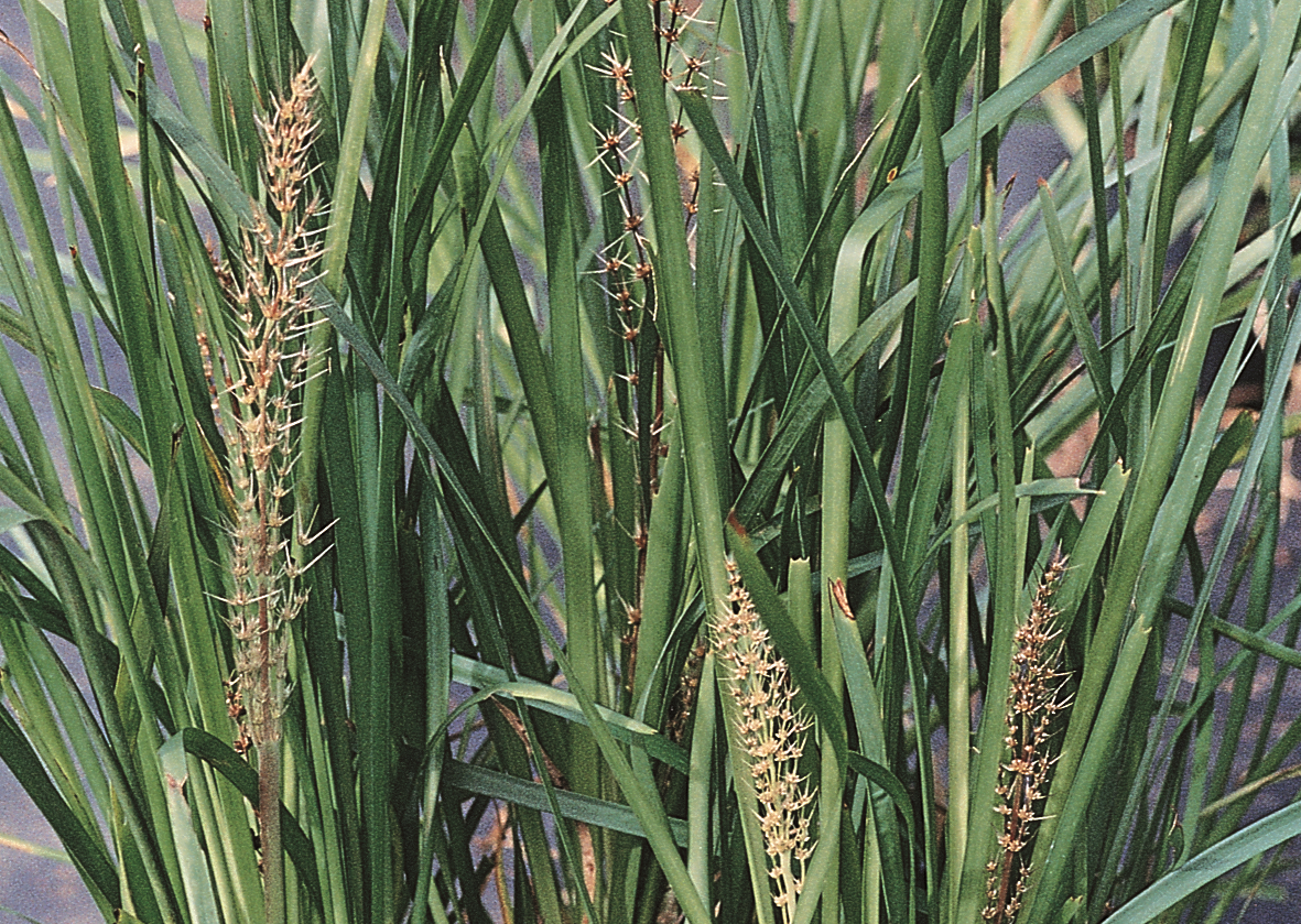 Australian Native Tuftie Range by Plant Native!
