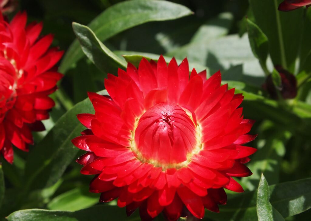 Australian Native Ground Cover Range by Plant Native!