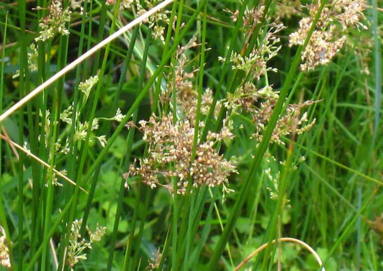 Australian Native Tuftie Range by Plant Native!