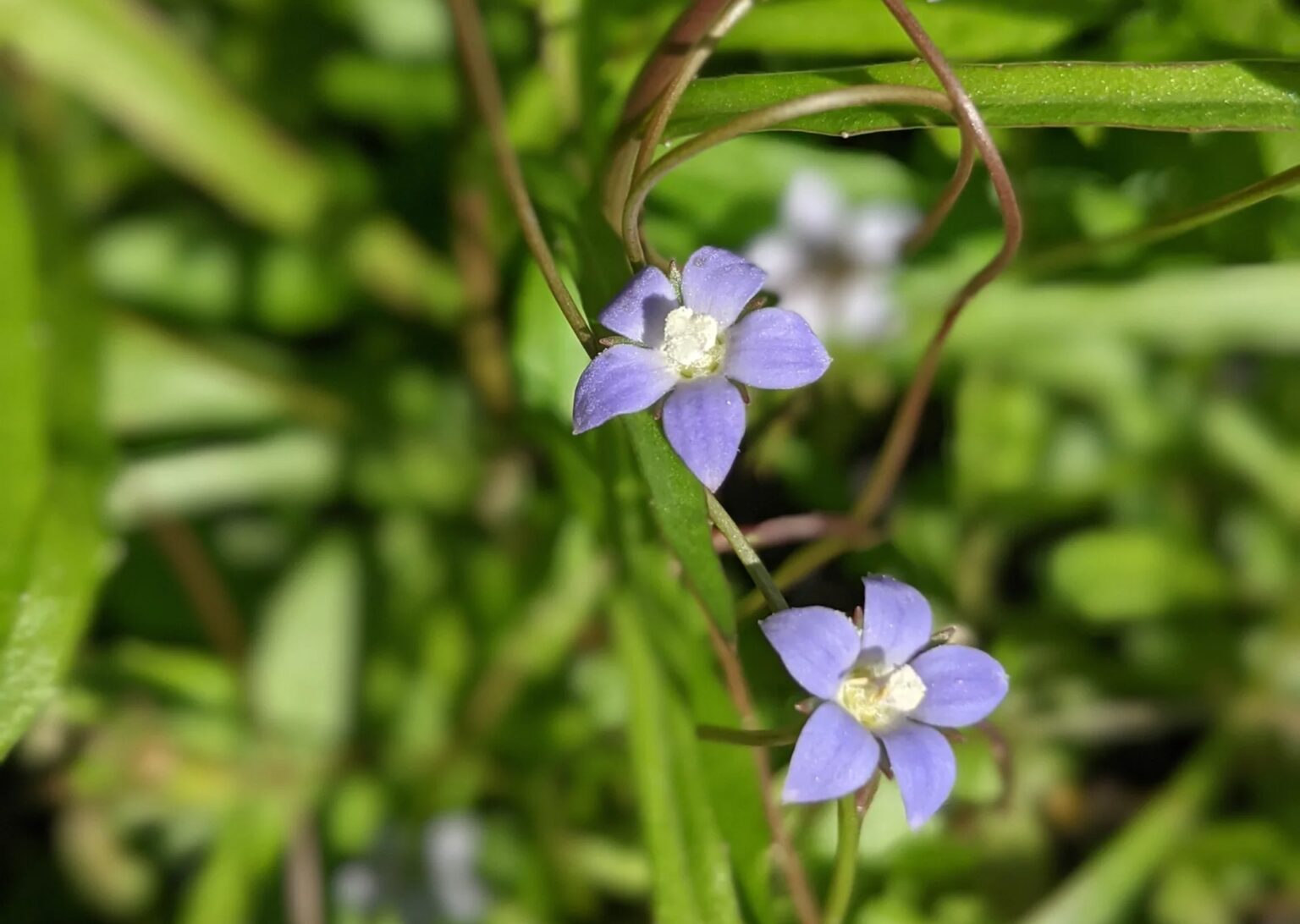 Australian Native Ground Cover Range by Plant Native!